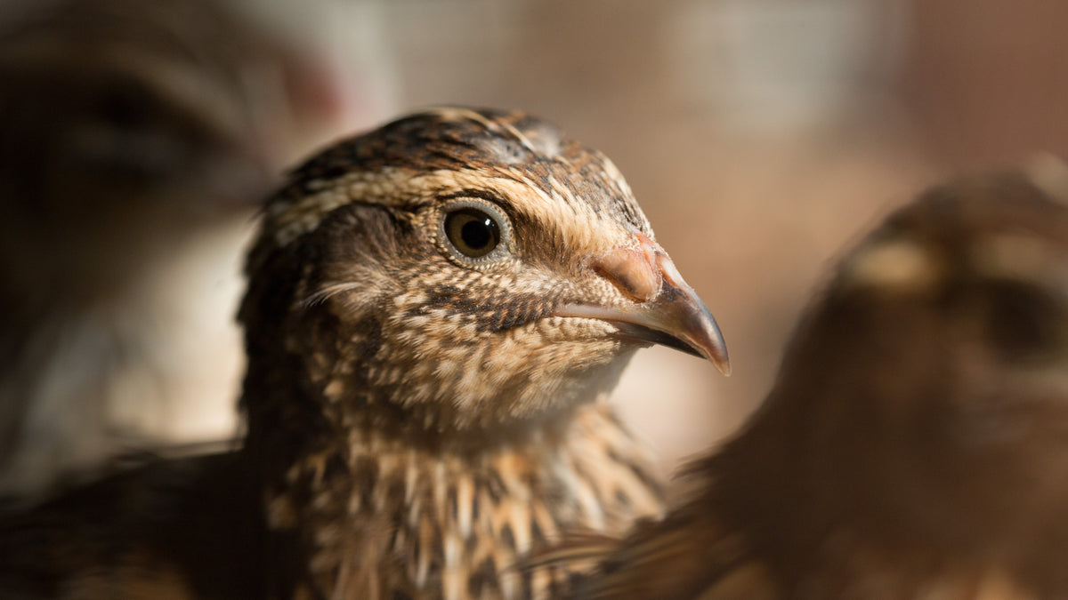 G and B Ranch | THE TRUSTED SOURCE OF QUALITY QUAIL
