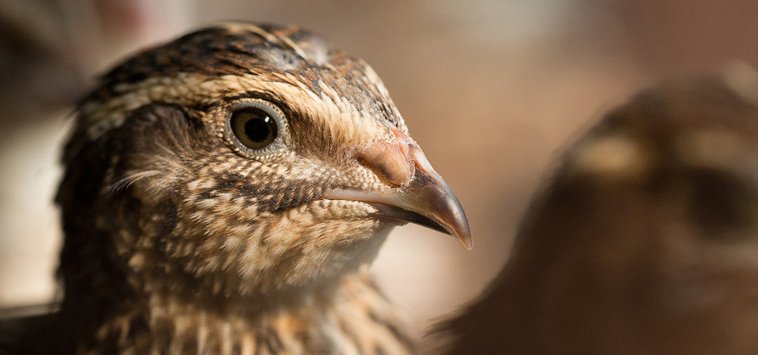 G and B Ranch | THE TRUSTED SOURCE OF QUALITY QUAIL